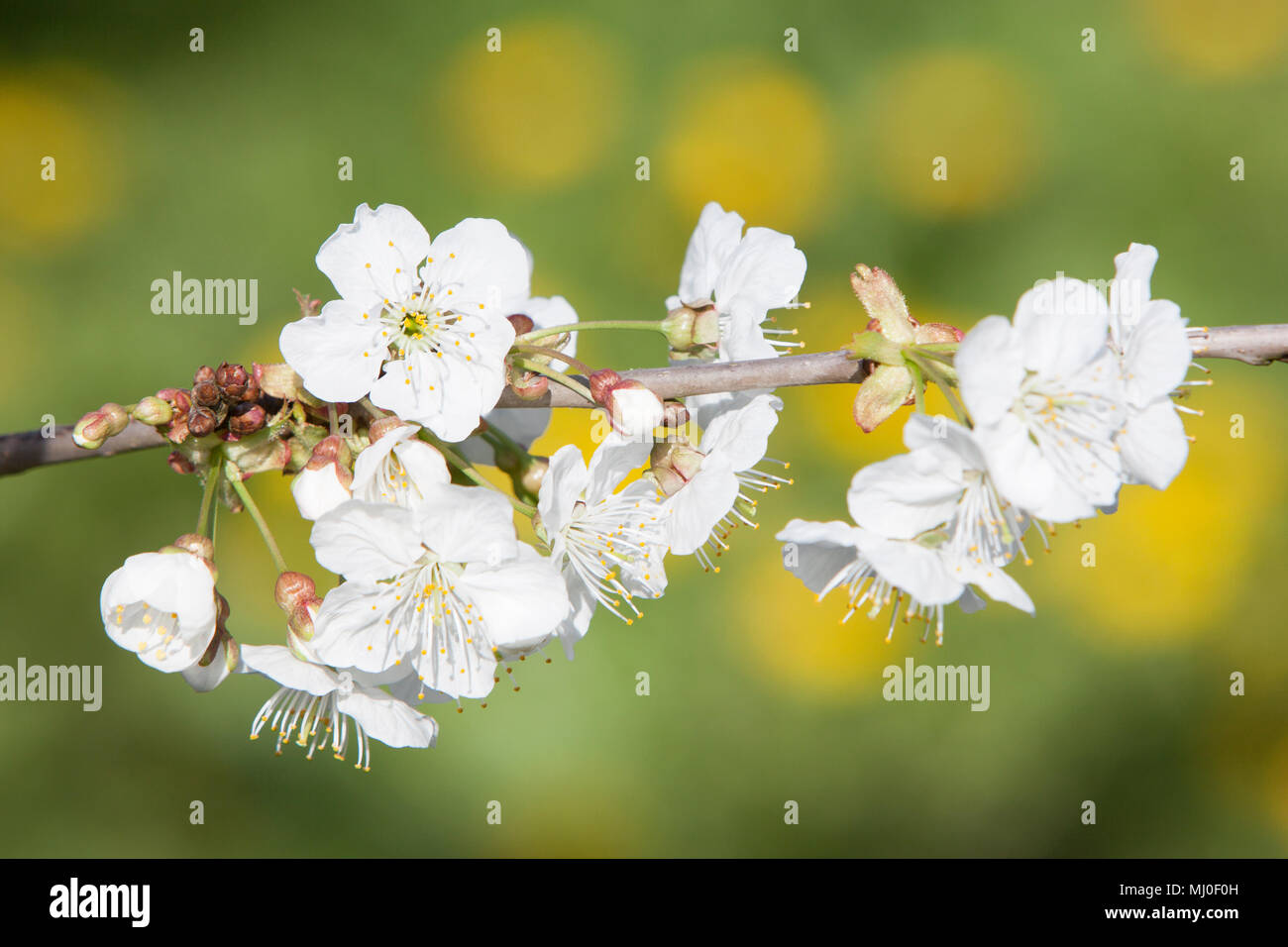closeup of cherry blossoms in orchard near utrecht in the netherlands ...