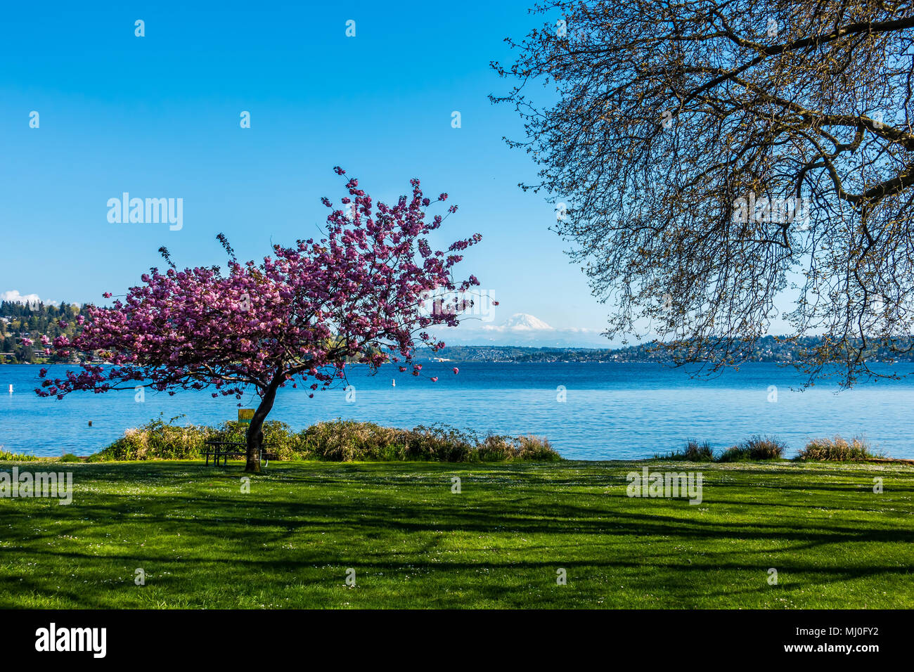 A view of a lone Cherry tree in full bloom at Seward Park in Seattle ...