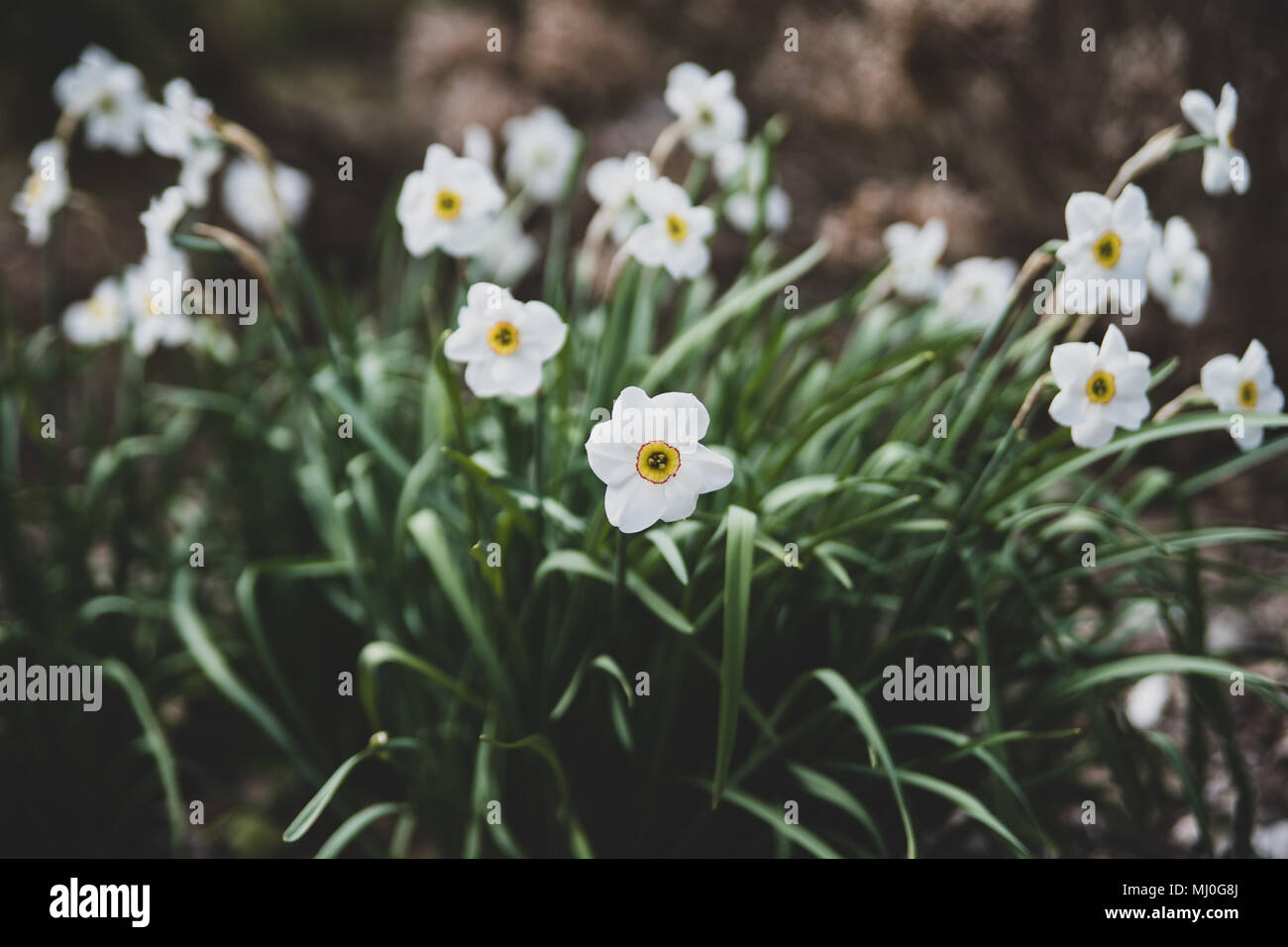 Early bloomers hi-res stock photography and images - Alamy