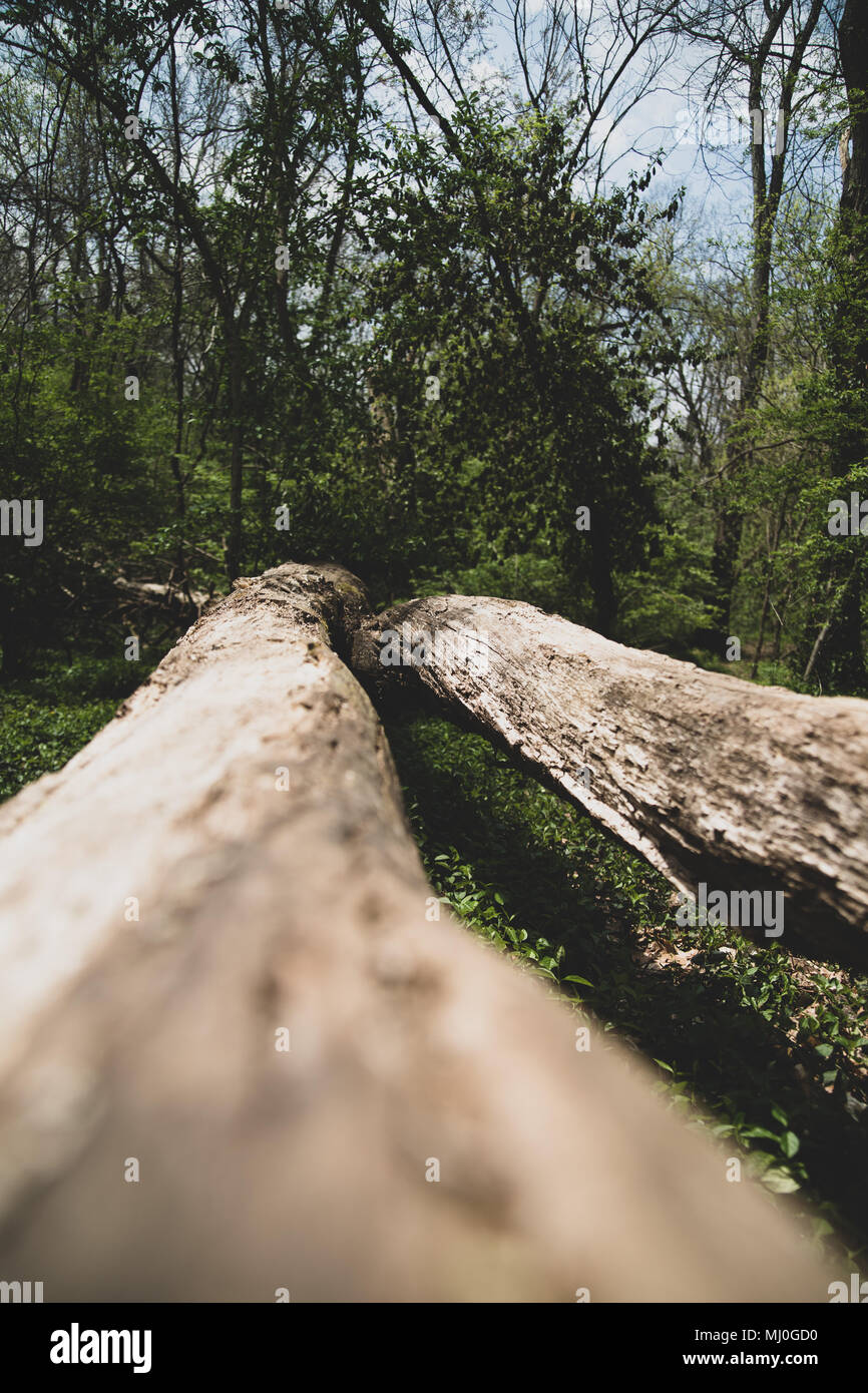 view from a fallen tree Stock Photo - Alamy