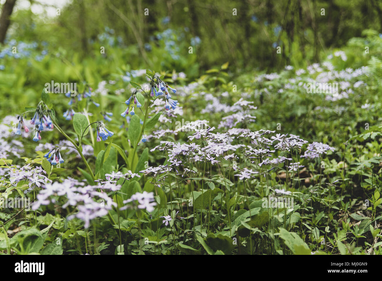 Bluebells in Ohio Stock Photo - Alamy