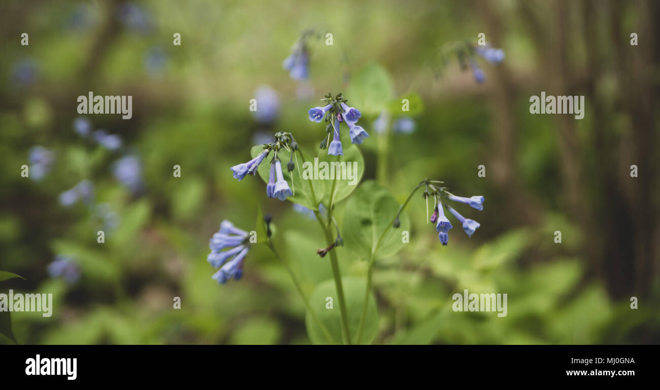 Bluebells in Ohio Stock Photo - Alamy