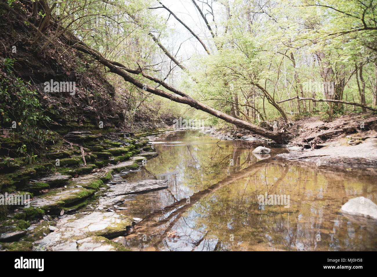 Large Fallen Tree over Creek Stock Photo - Alamy