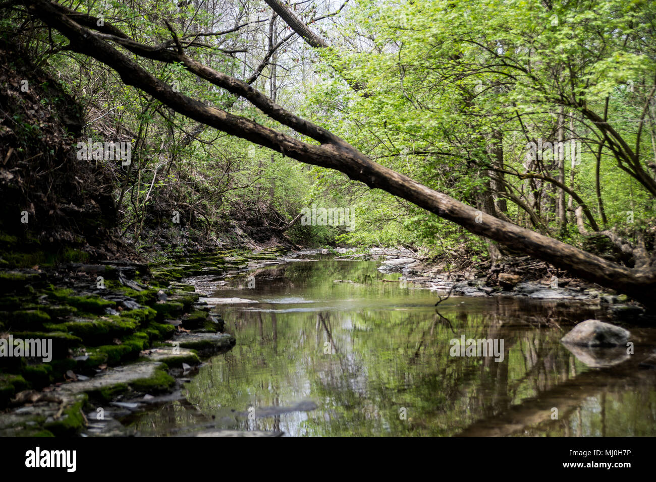 Large fallen tree hi-res stock photography and images - Alamy