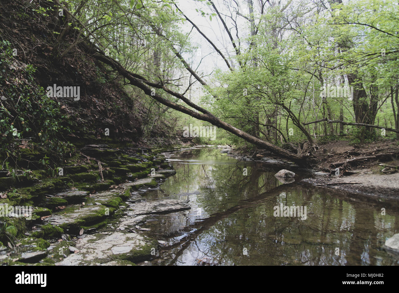 Large fallen tree hi-res stock photography and images - Alamy
