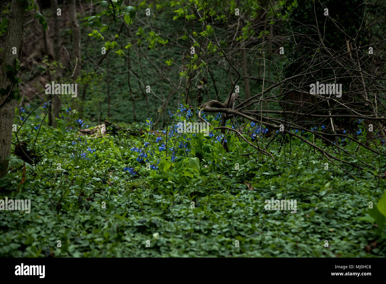 Bluebells in Ohio Stock Photo - Alamy
