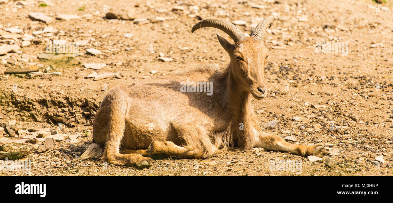 Himalayan tahr on the rock Stock Photo - Alamy