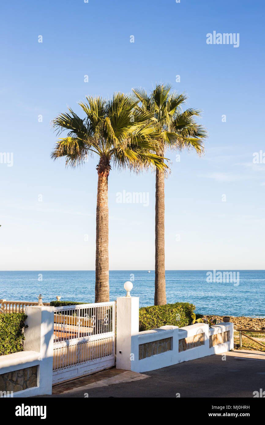 Palm tree at the beach Stock Photo - Alamy