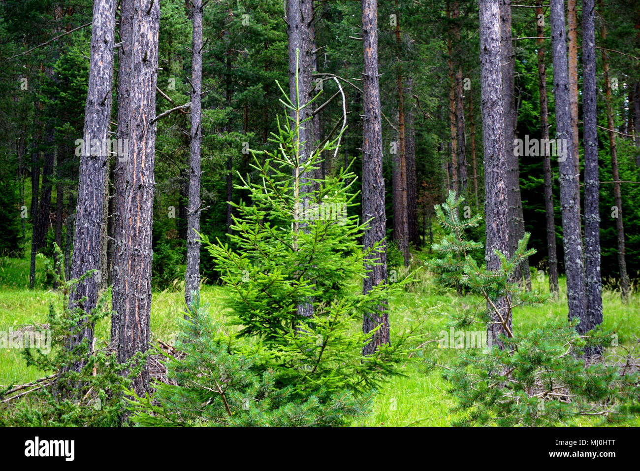 Green pine color hi-res stock photography and images - Alamy