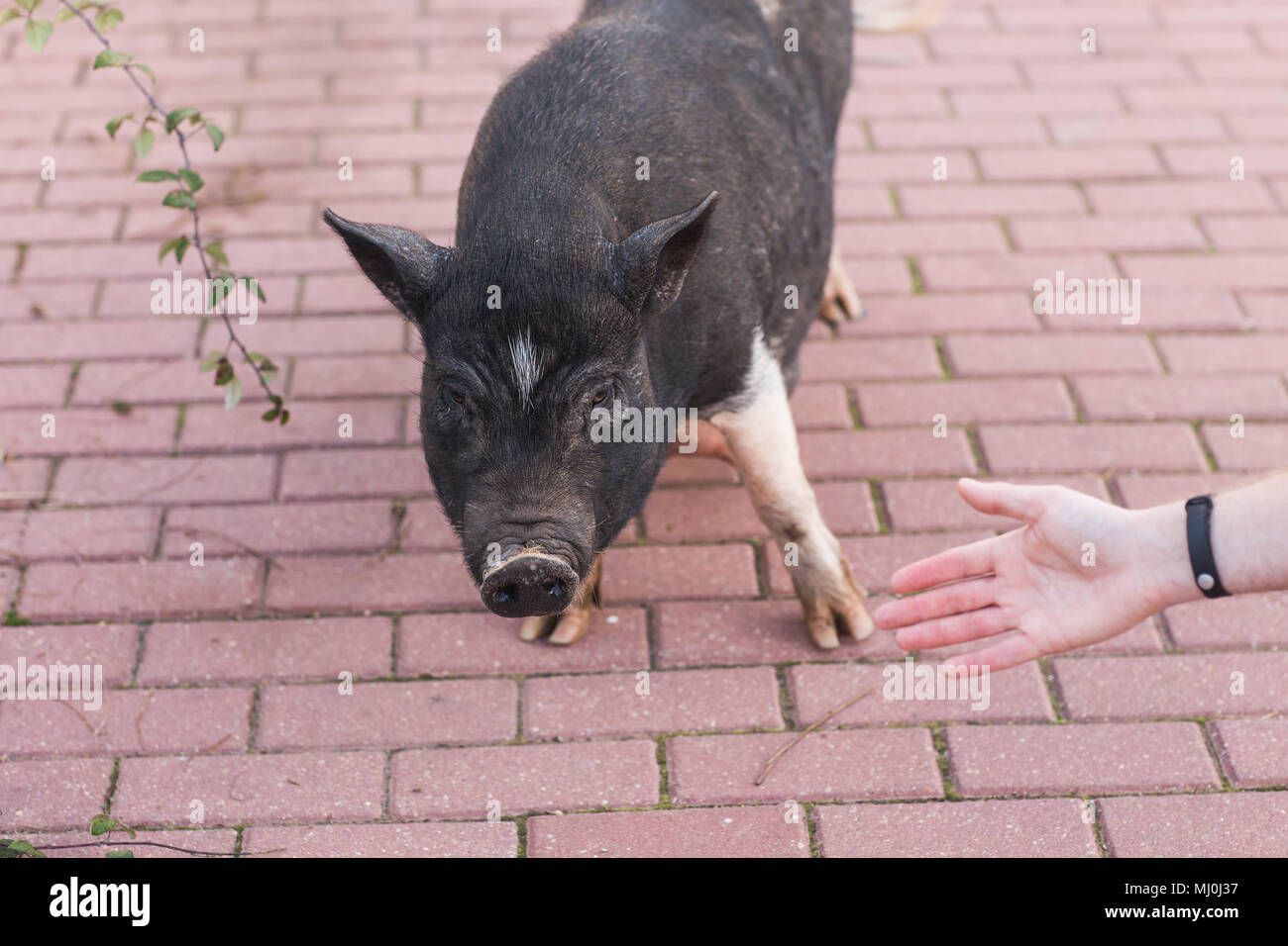 Wild black boar or pig close up. Wildlife in natural habitat Stock ...