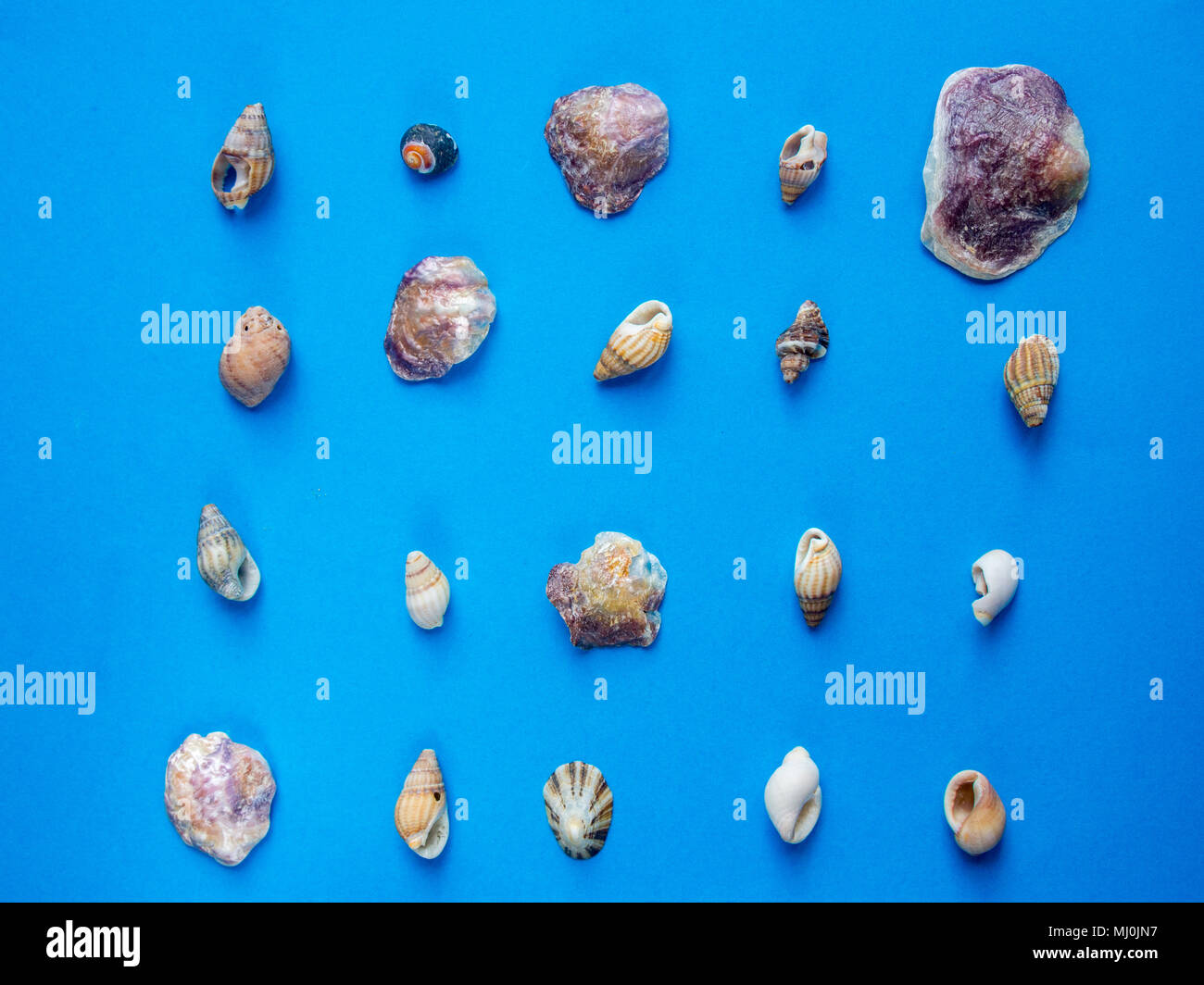 Seashells collection set isolated hi-res stock photography and images ...