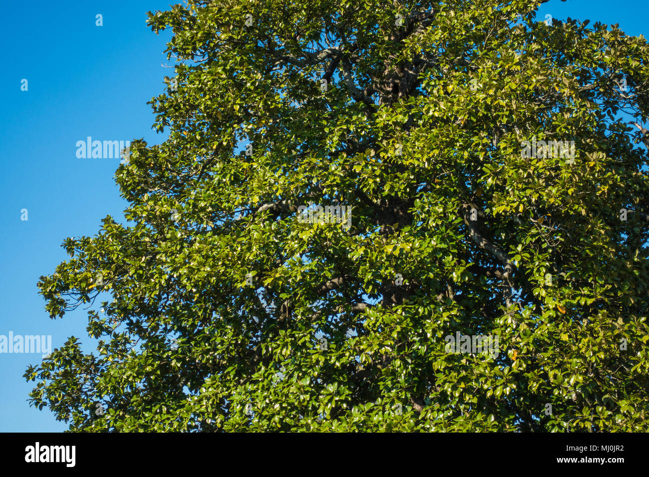 A Full-grown Tree A Wild Profusion of Vegetation in China Stock Photo ...