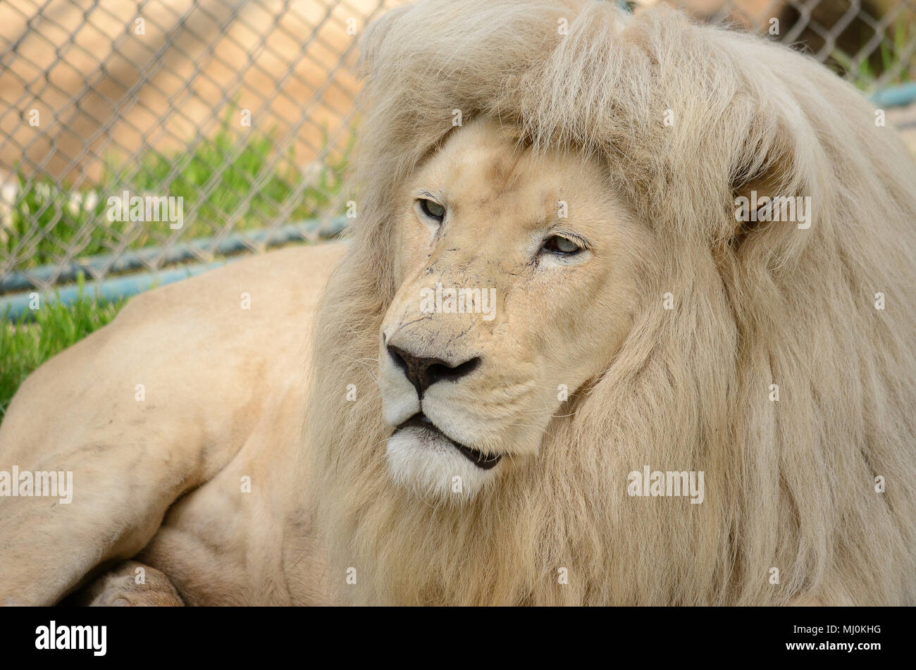 White lion portrait hi-res stock photography and images - Alamy