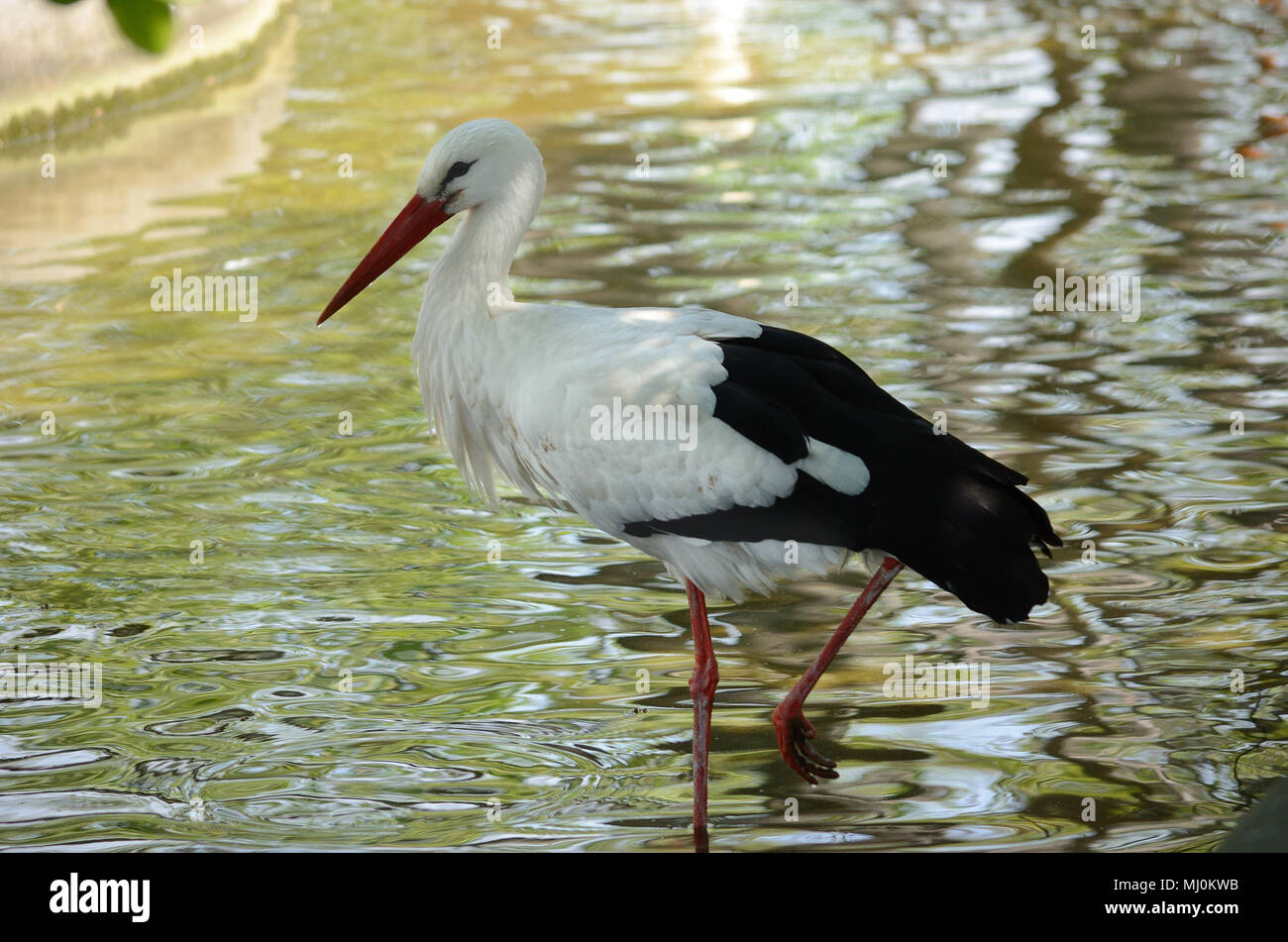 white stork standing in the water Stock Photo - Alamy
