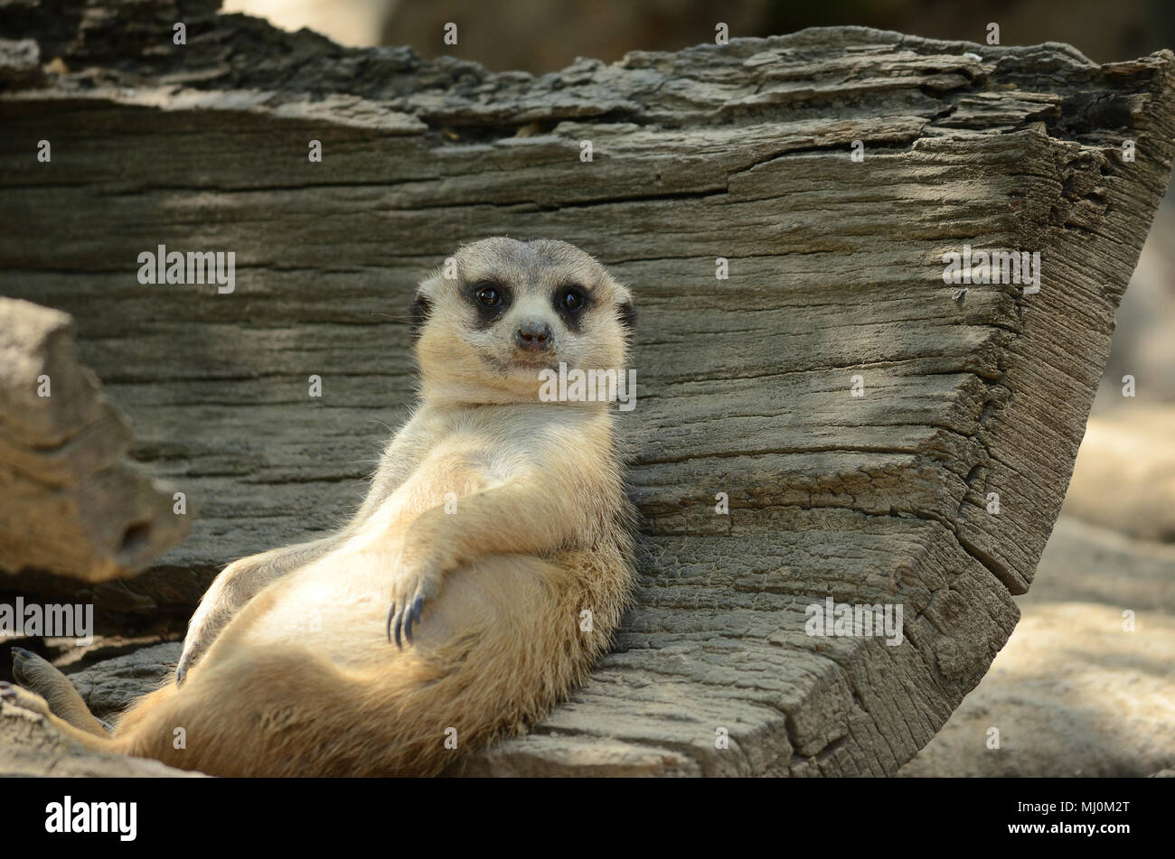 Furry meerkat hi-res stock photography and images - Alamy