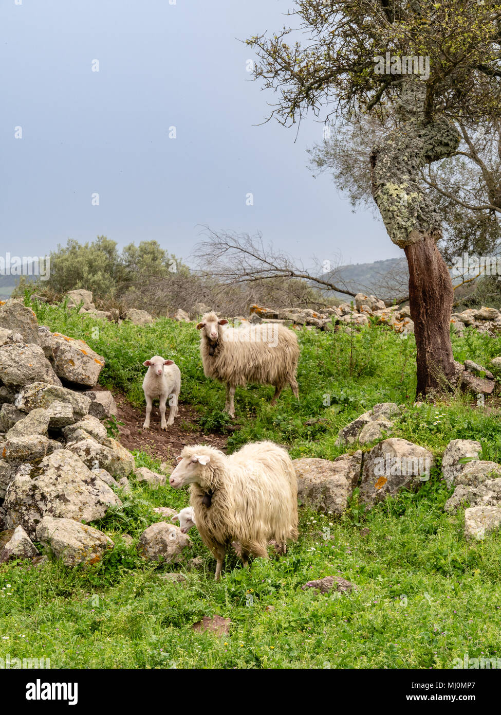 Olive tree sheep hi-res stock photography and images - Alamy