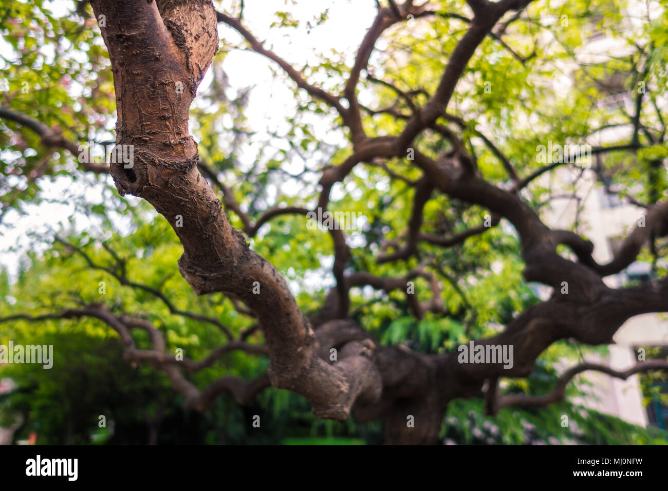 Chinese Pagoda Tree The Trunks are especially special Stock Photo - Alamy