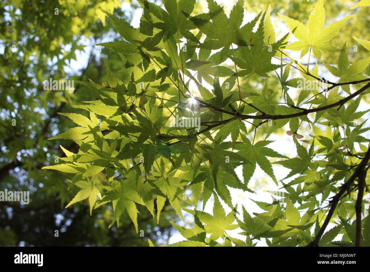 Sunlight through leaves of tree hi-res stock photography and images - Alamy