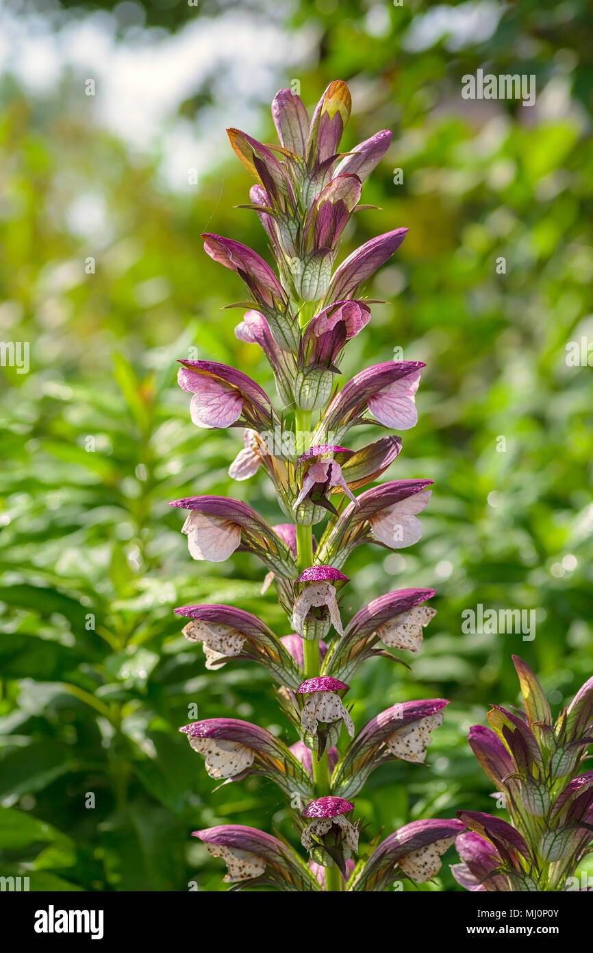 Bears breeches acanthus spinosus hi-res stock photography and images ...