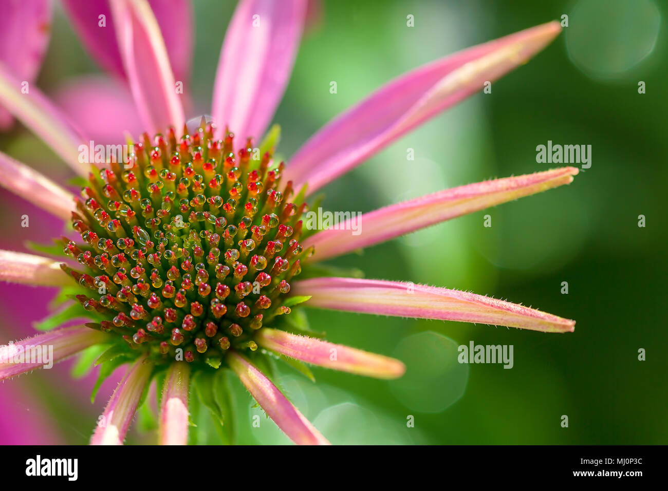 Echinacea flower hi-res stock photography and images - Alamy