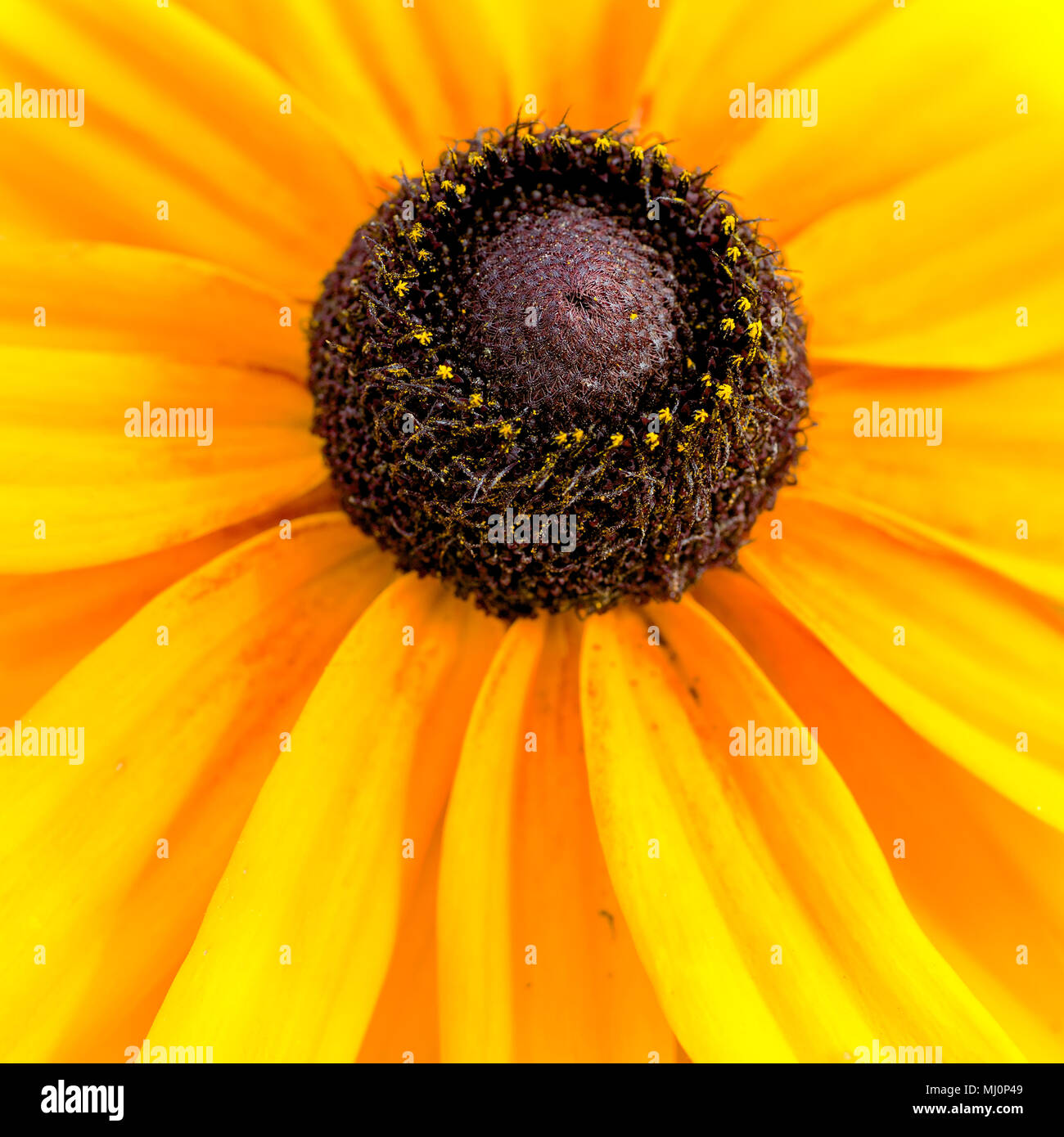Susan close hi-res stock photography and images - Alamy
