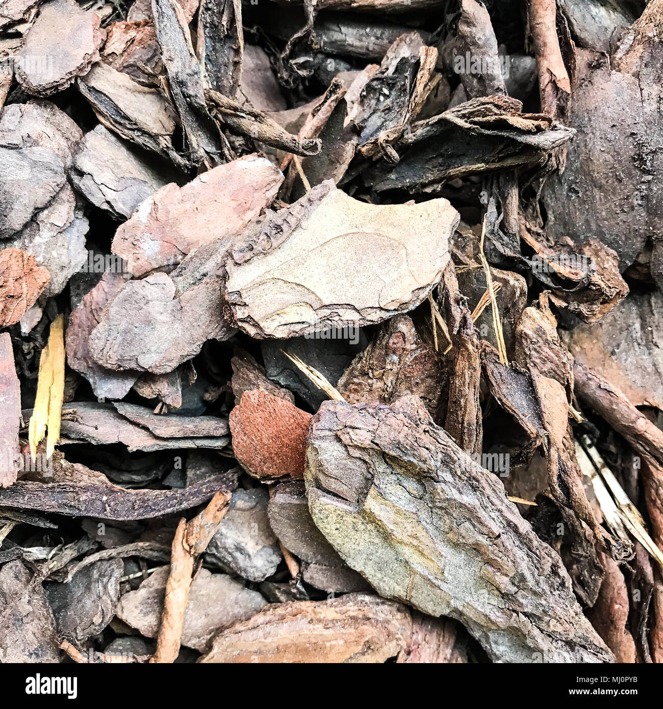 Decorative chips from bark of tree. Studio Photo Stock Photo - Alamy