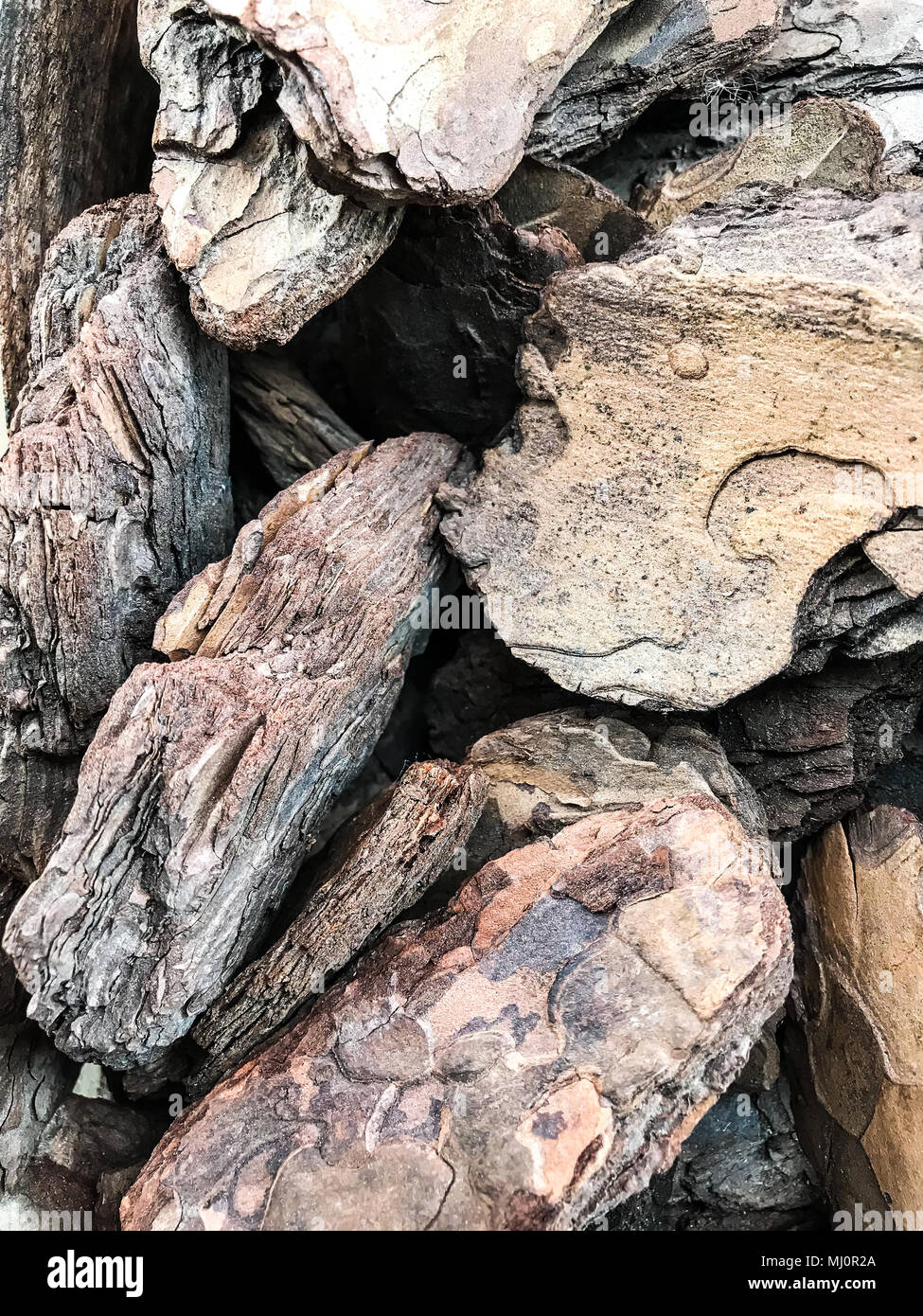 Decorative chips from bark of tree. Studio Photo Stock Photo - Alamy