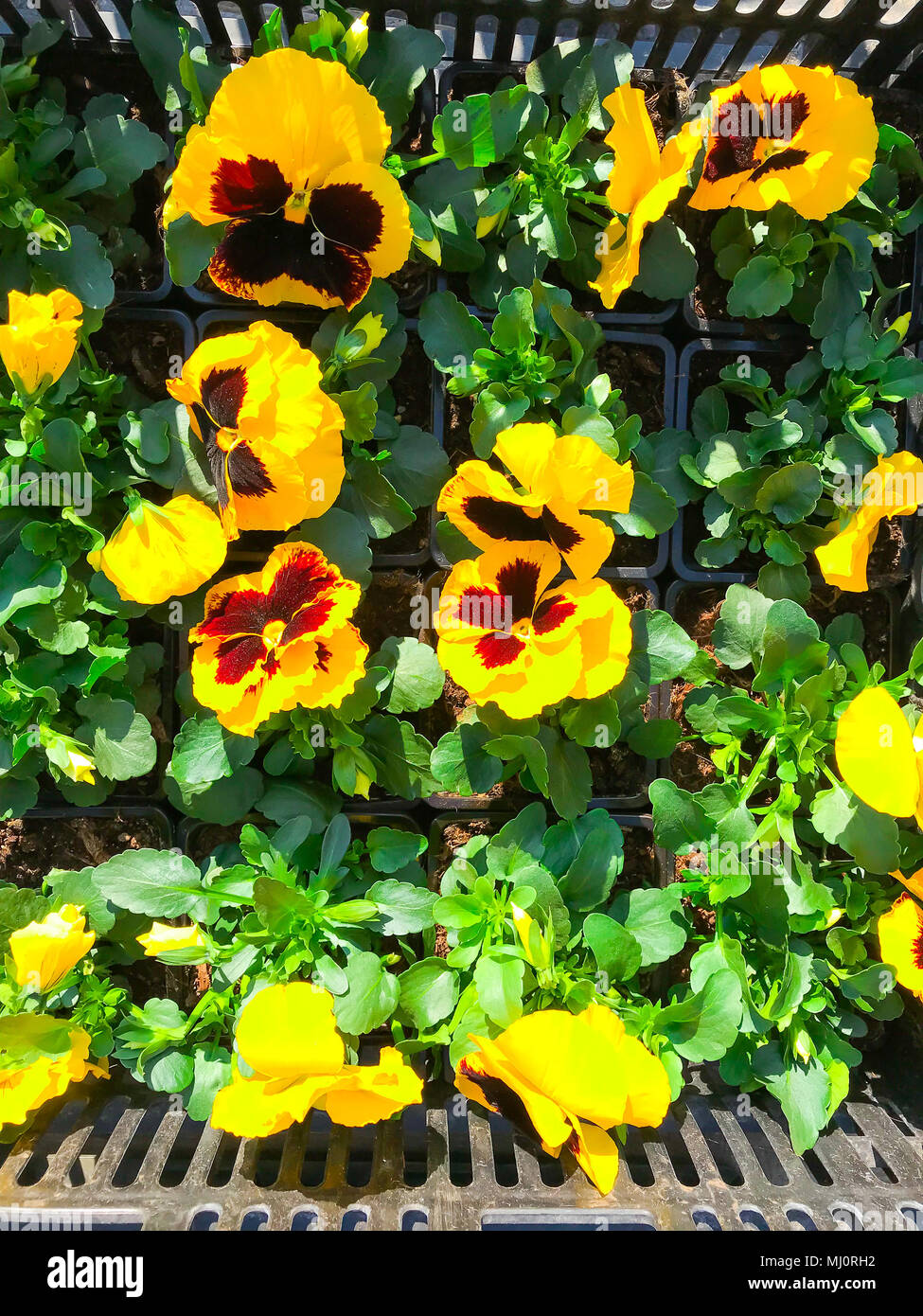Saplings of flowers for spring landing in garden. Studio Photo Stock ...