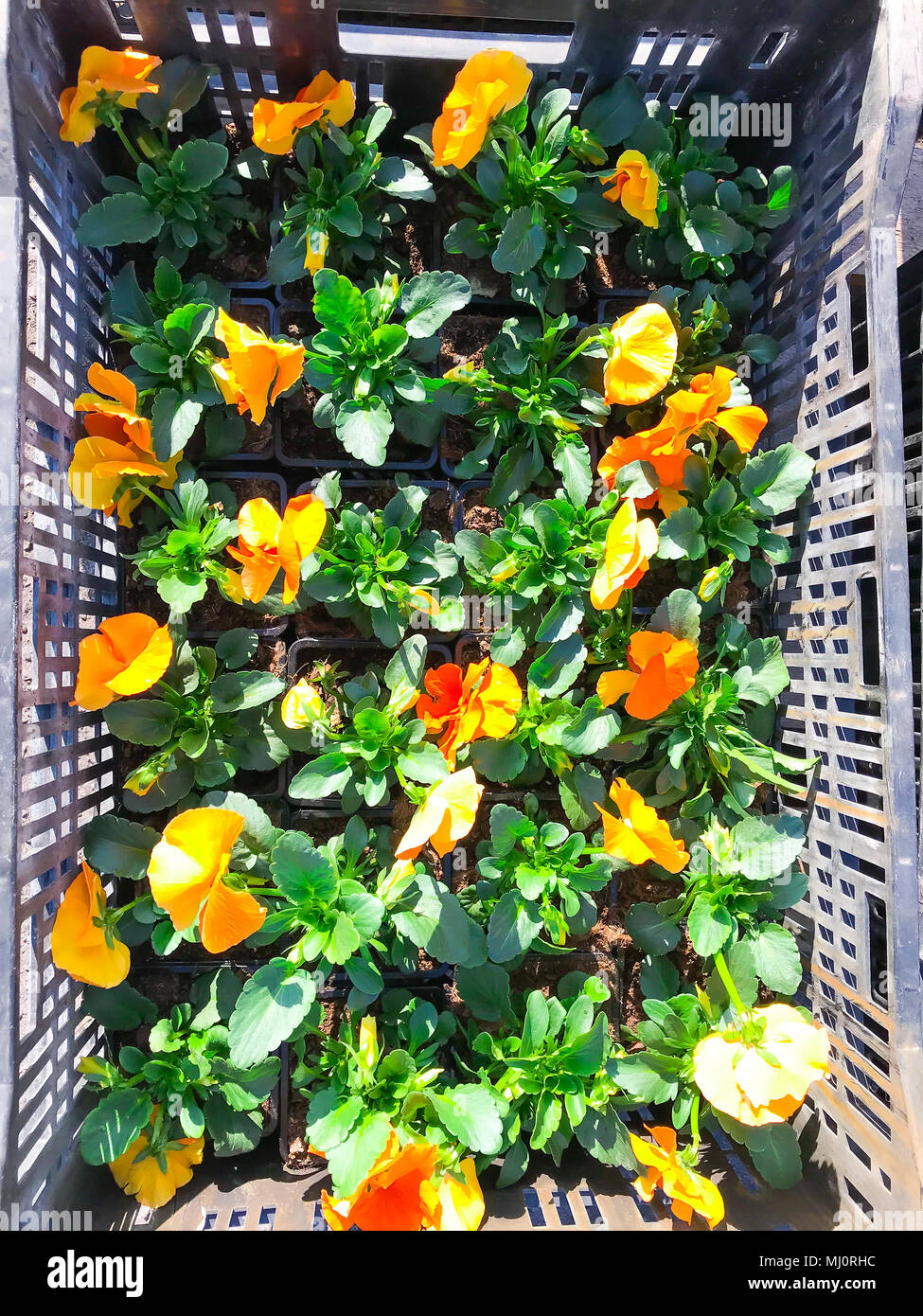 Saplings of flowers for spring landing in garden. Studio Photo Stock ...