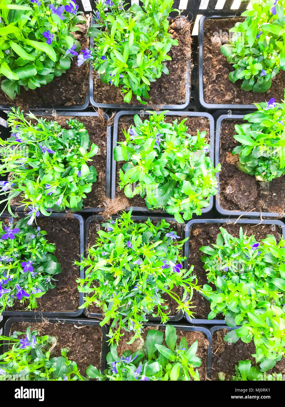 Saplings of flowers for spring landing in garden. Studio Photo Stock ...