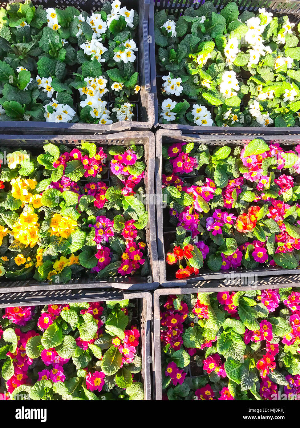 Saplings of flowers for spring landing in garden. Studio Photo Stock ...
