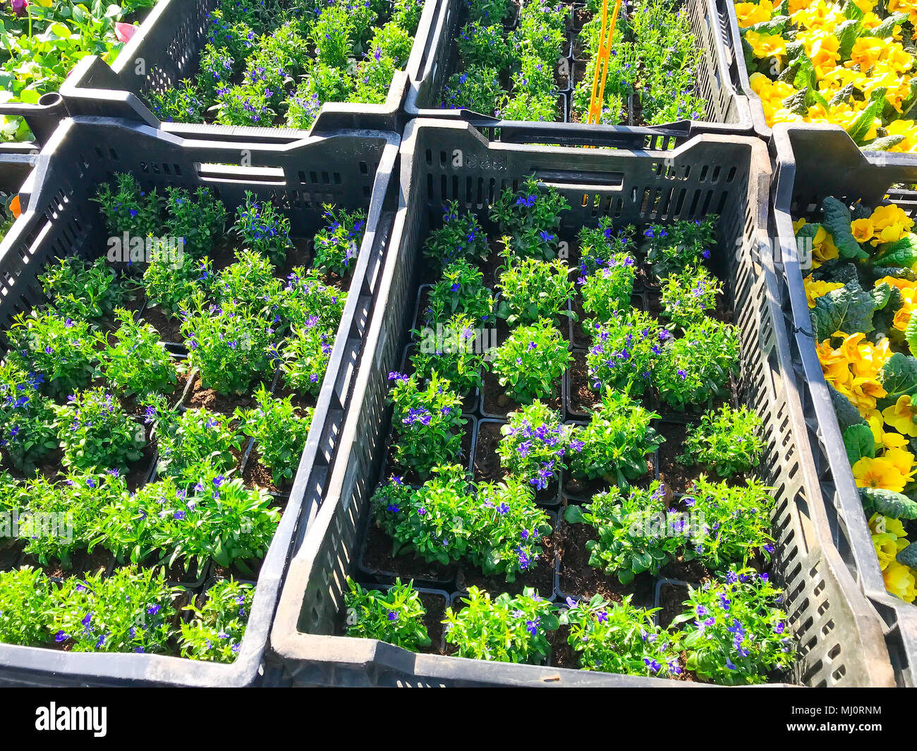 Landing of saplings hi-res stock photography and images - Alamy