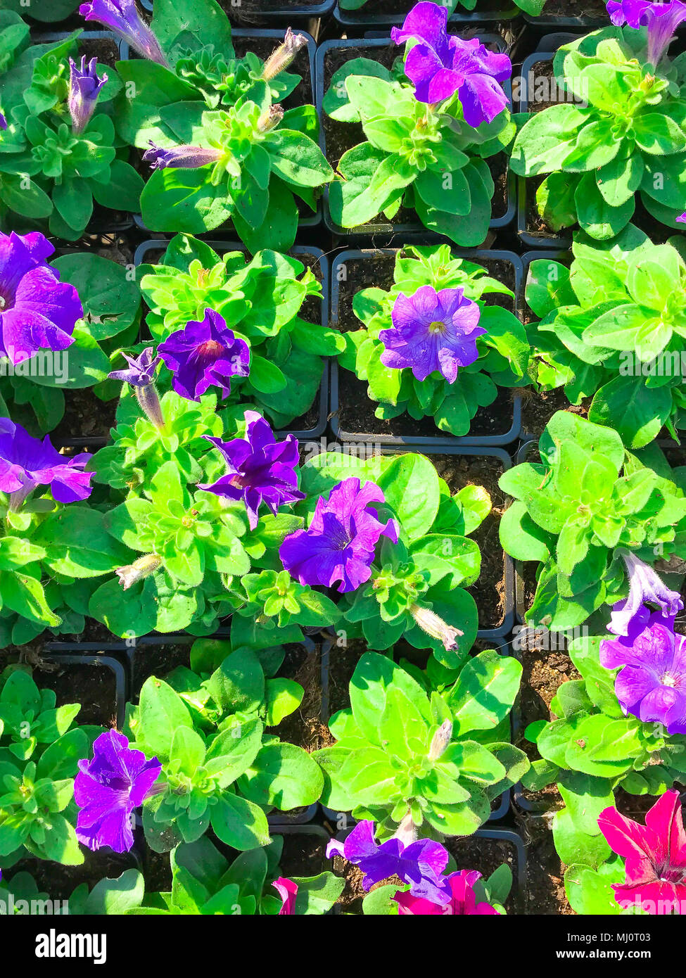 Saplings of flowers for spring landing in garden. Studio Photo Stock ...