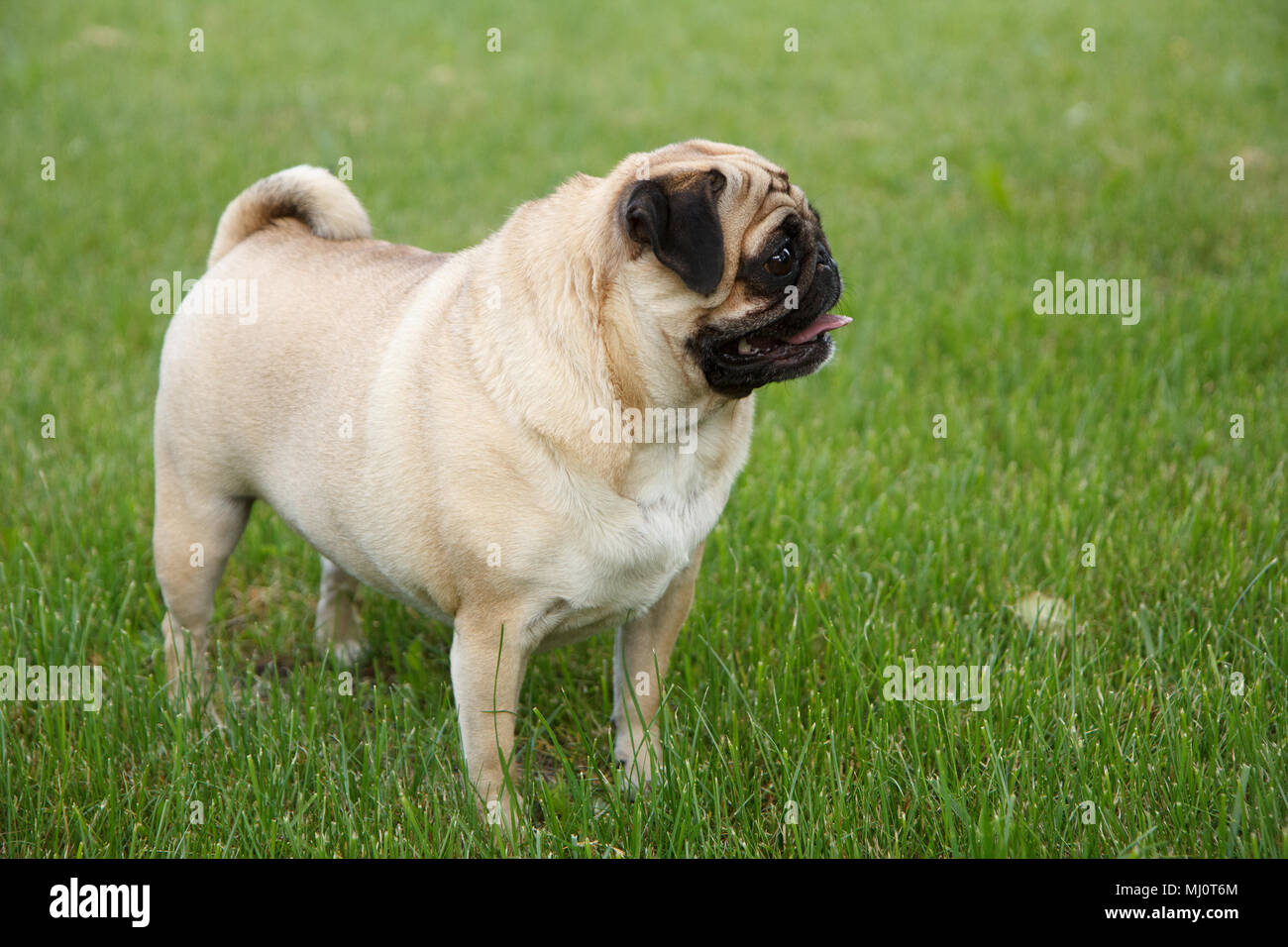 Small pug dog standing in green grass Stock Photo - Alamy