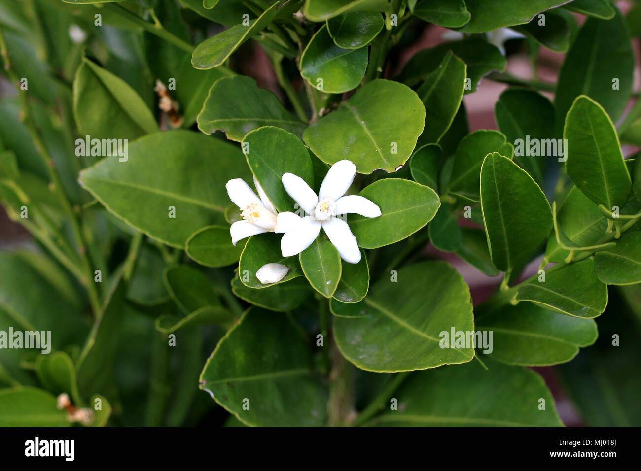 Young kalamansi hi-res stock photography and images - Alamy