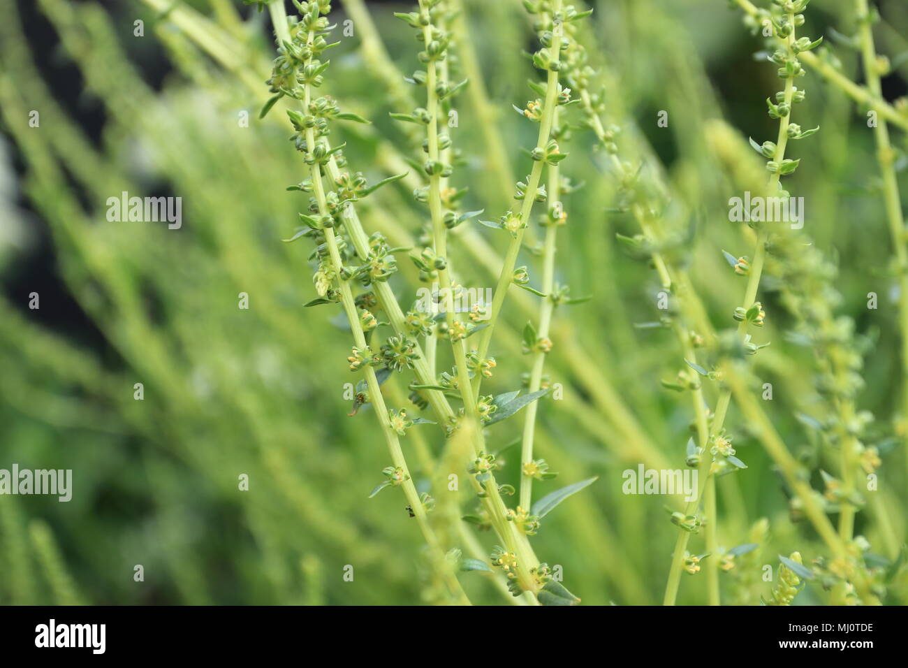 Pak choi flowers hi-res stock photography and images - Alamy