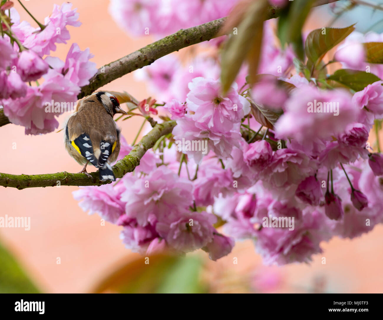A Beautiful Goldfinch Perching in a Flowering Cherry Tree Pink ...
