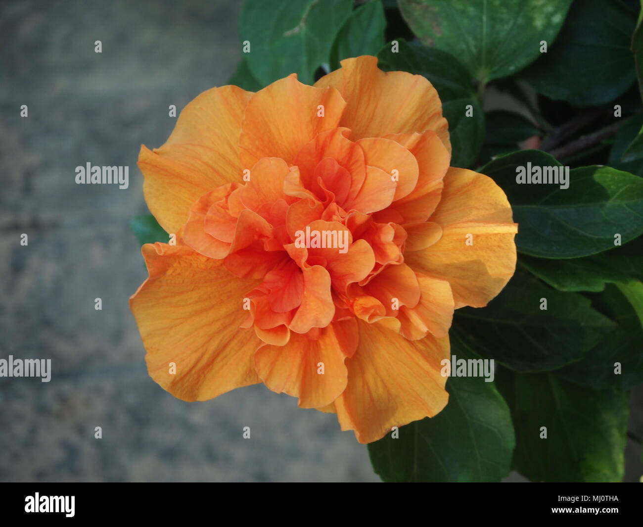 Orange Hibiscus flower, fully open Stock Photo - Alamy