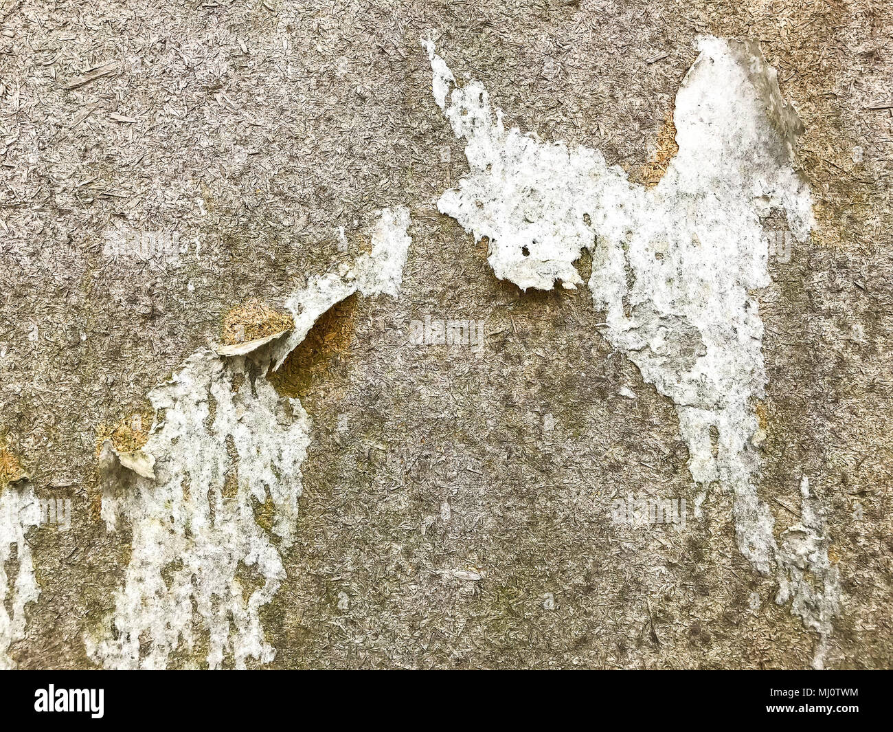 Paint peeling off wall. Studio Photo Stock Photo - Alamy
