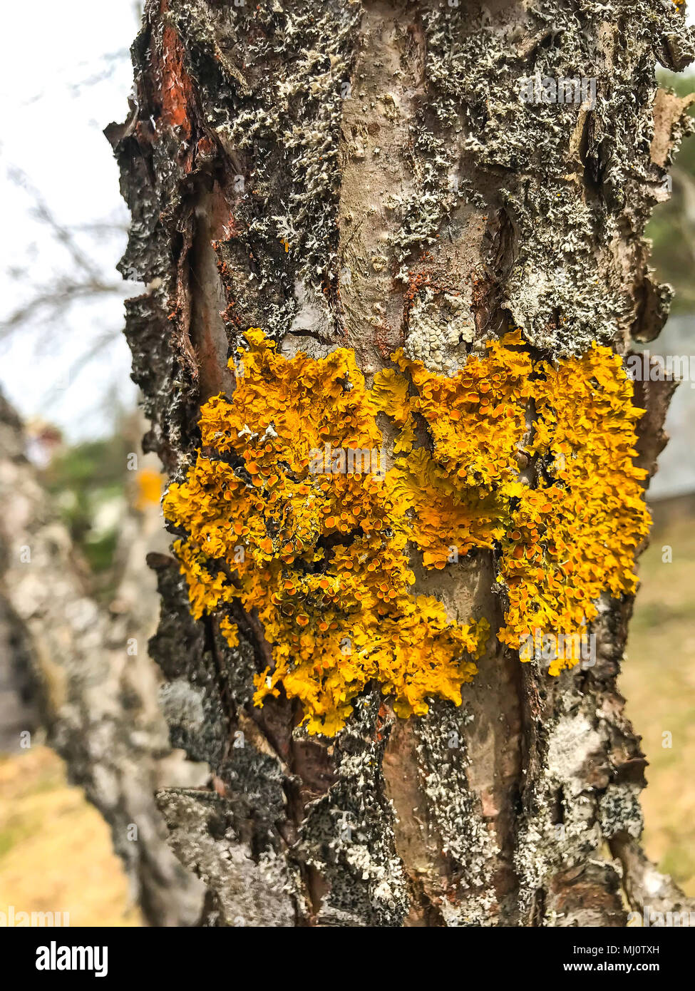 Yellow old moss on trunks of fruit trees in garden. Studio Photo Stock ...