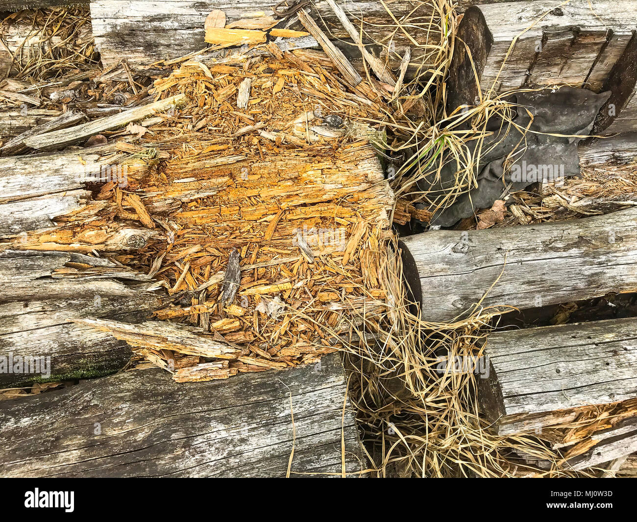Decayed wooden logs. Studio Photo Stock Photo - Alamy