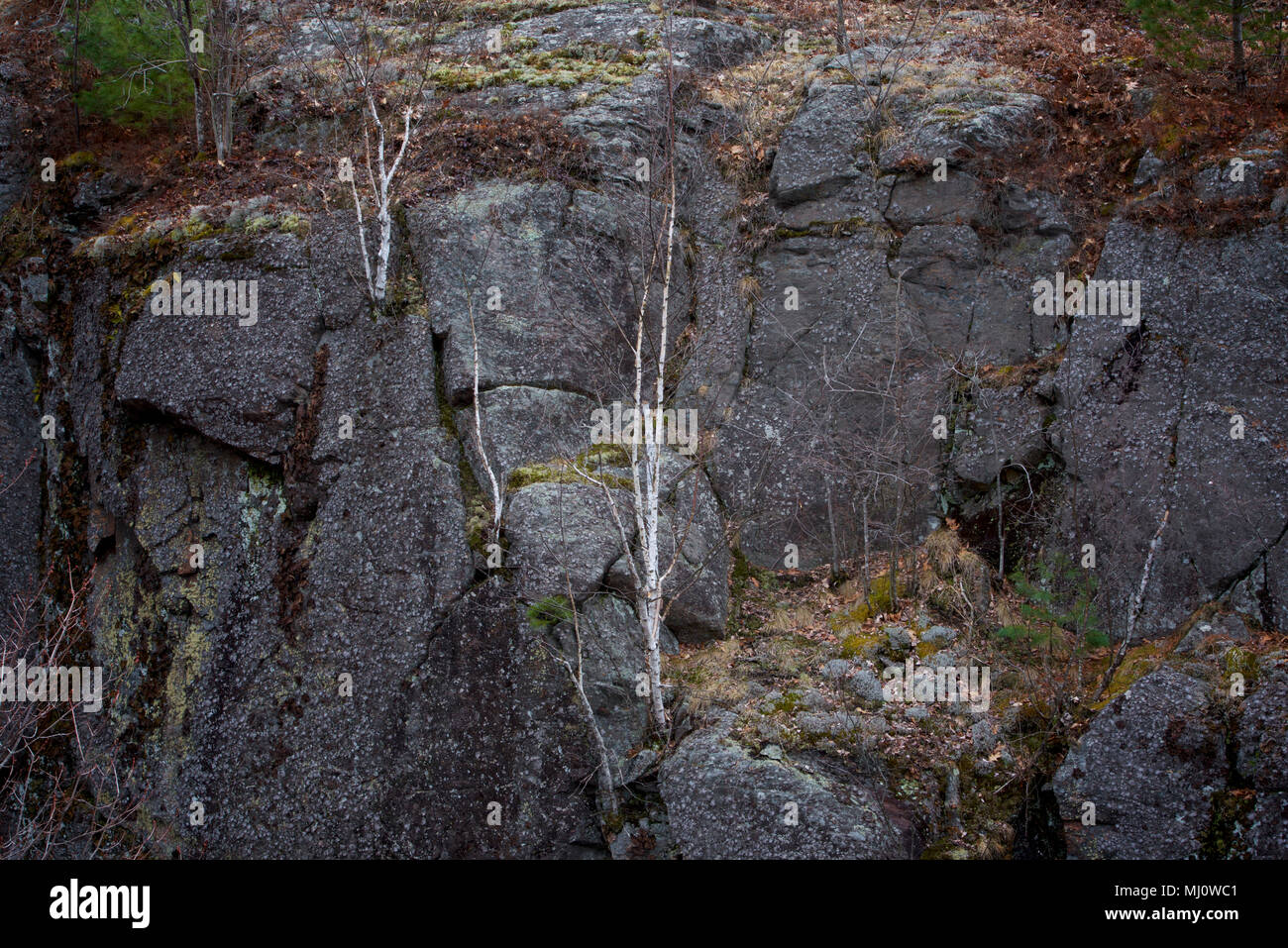 Birch trees survive in a rock-tumbled environment despite the lack of ...