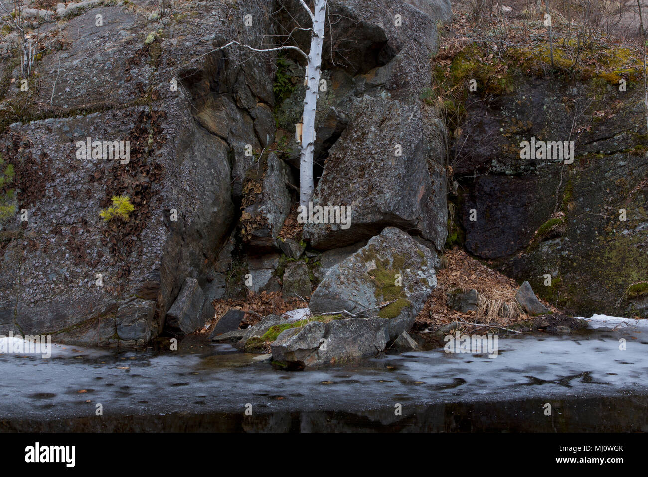 A lone birch tree survives in a rock-tumbled environment over a winter ...