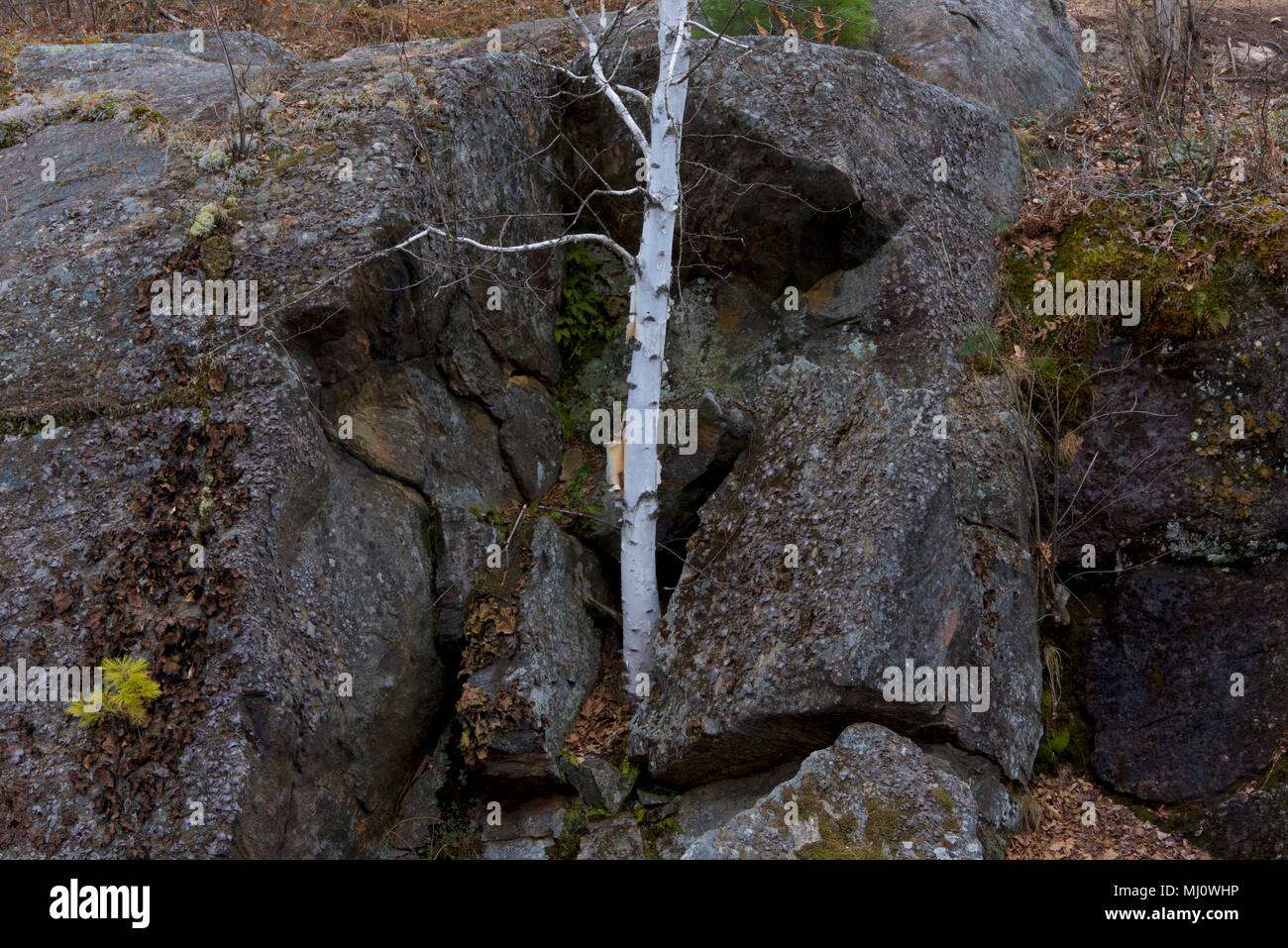 A lone birch tree survives in a rock-tumbled environment despite the ...