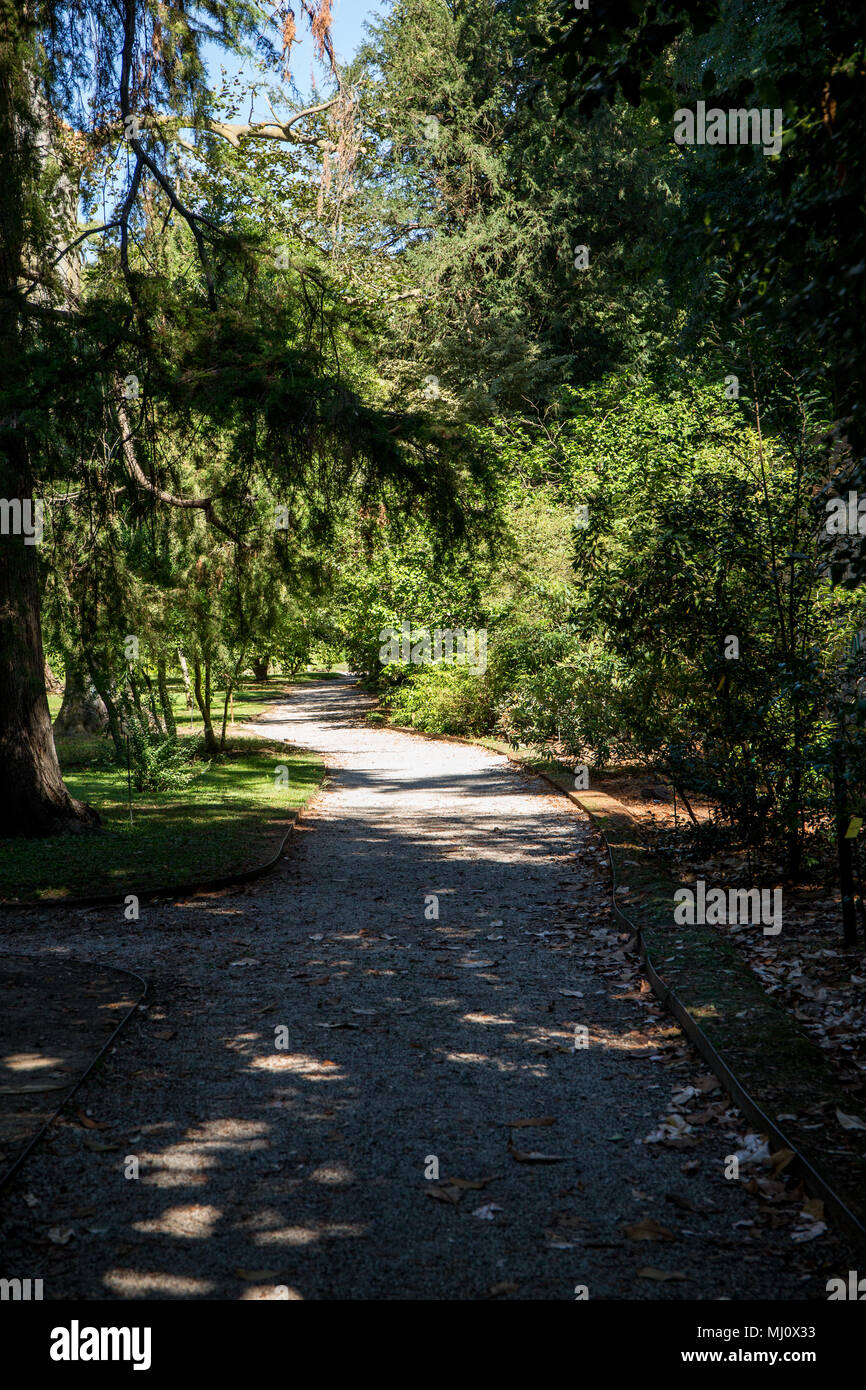 Pathway Through Trees Stock Photo - Alamy