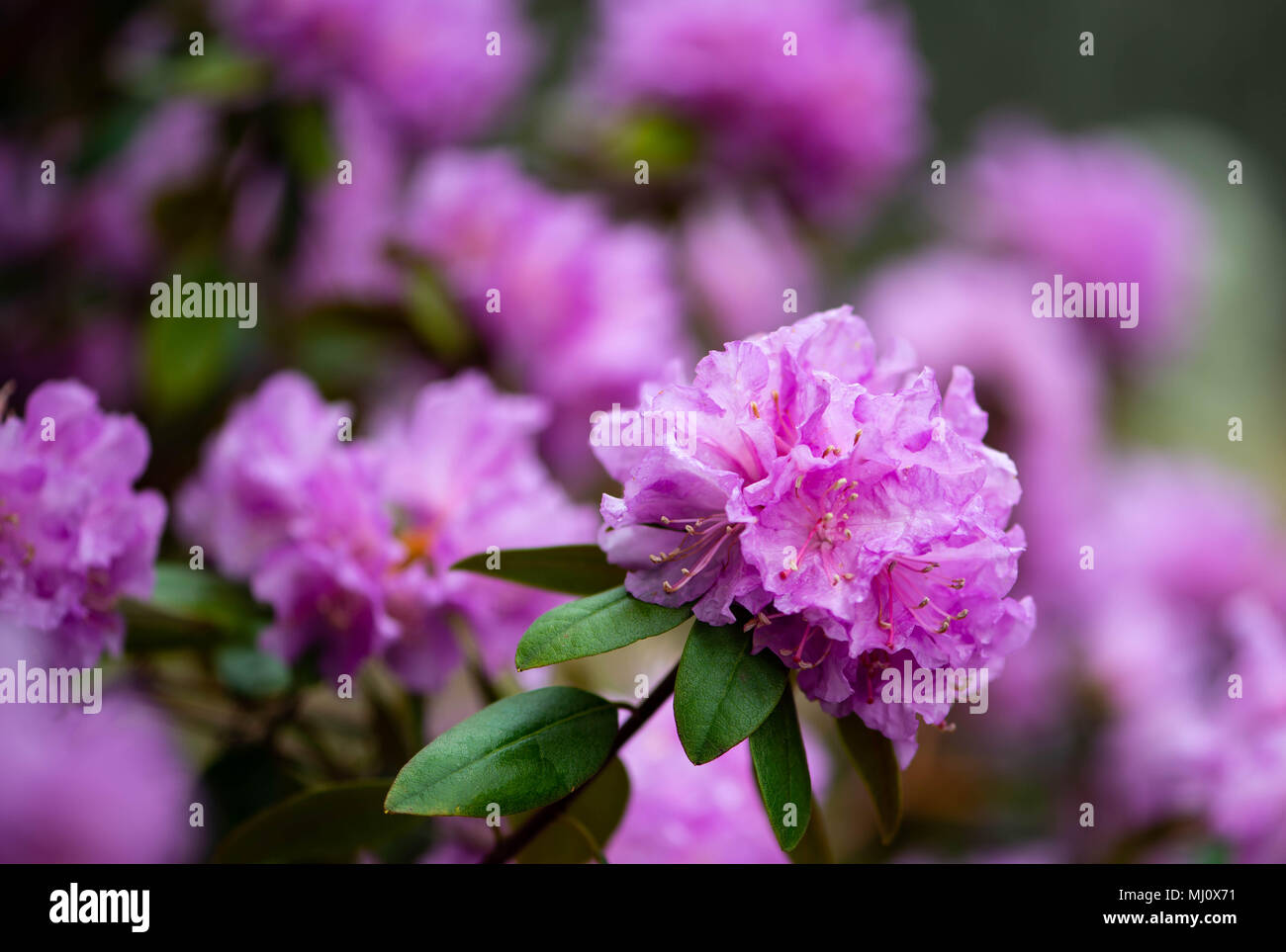 Lavender rhododendron hi-res stock photography and images - Alamy