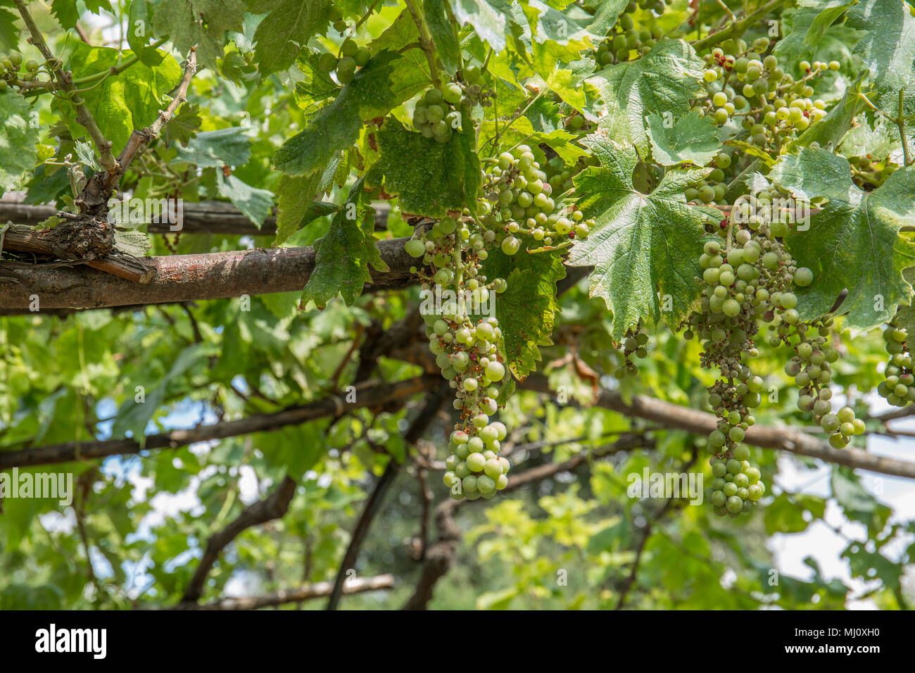 Grape Vines, Italy Stock Photo - Alamy