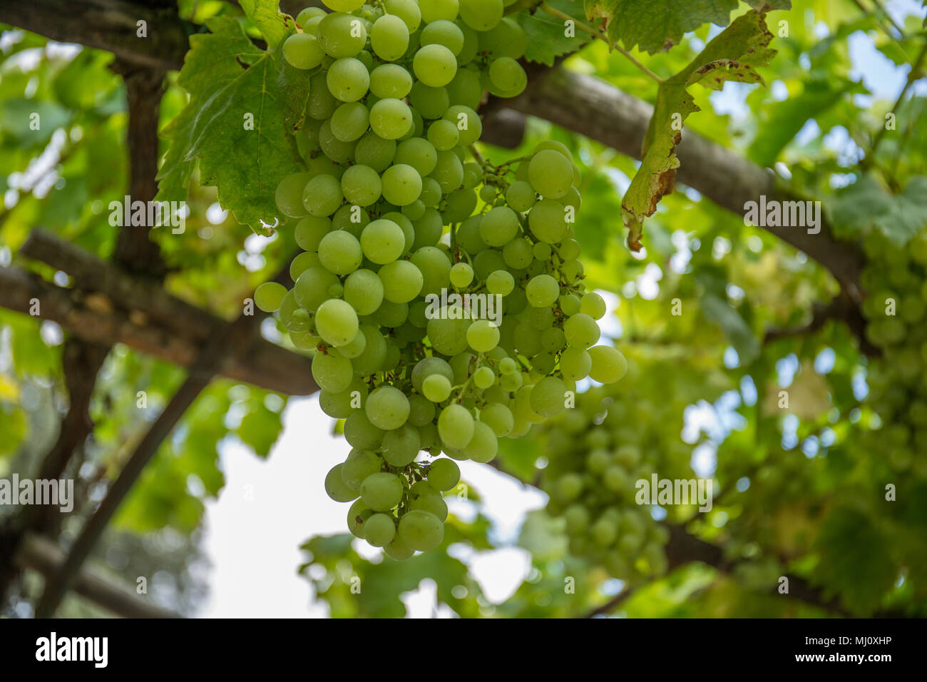 Grape Vines, Italy Stock Photo - Alamy