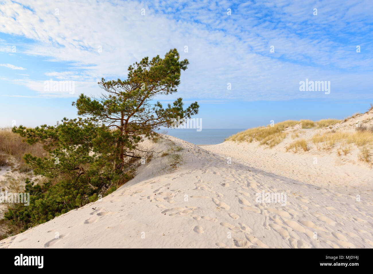Pine tree beach hi-res stock photography and images - Alamy
