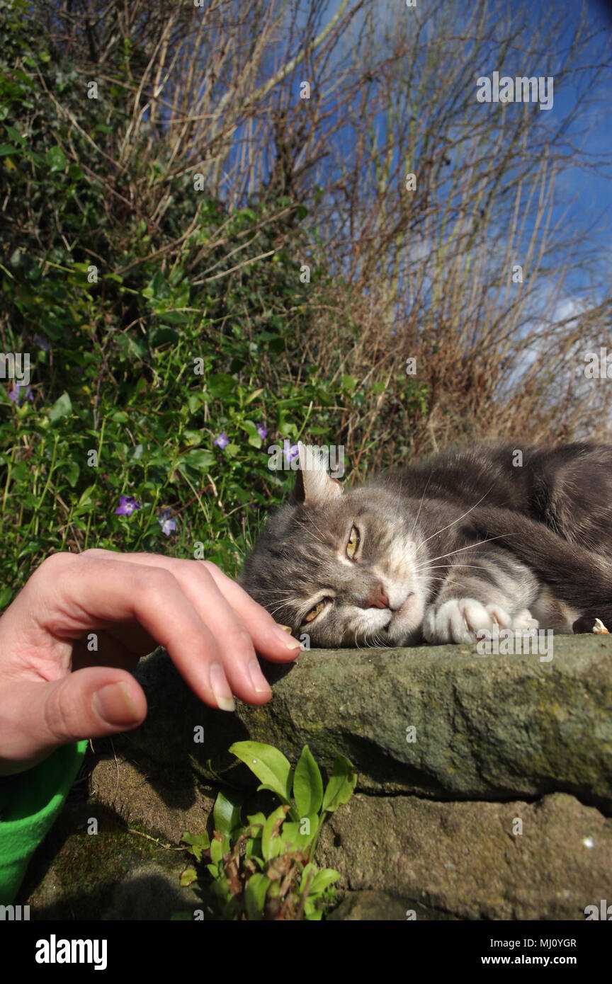 Tabby cat biting owner's hand Stock Photo - Alamy
